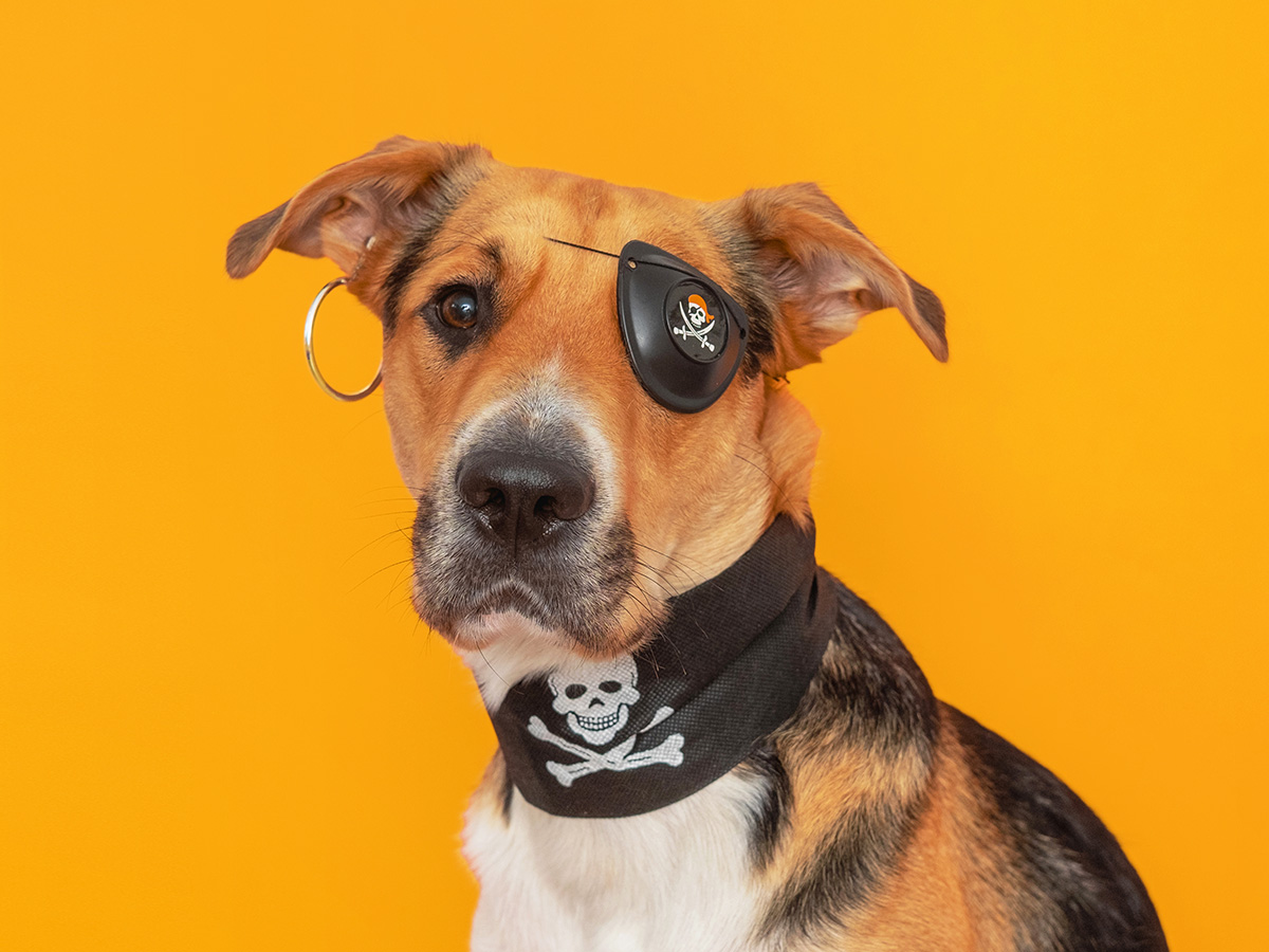 45 Best Pirate Jokes To Staaarrrt Your Day On A Funny Note